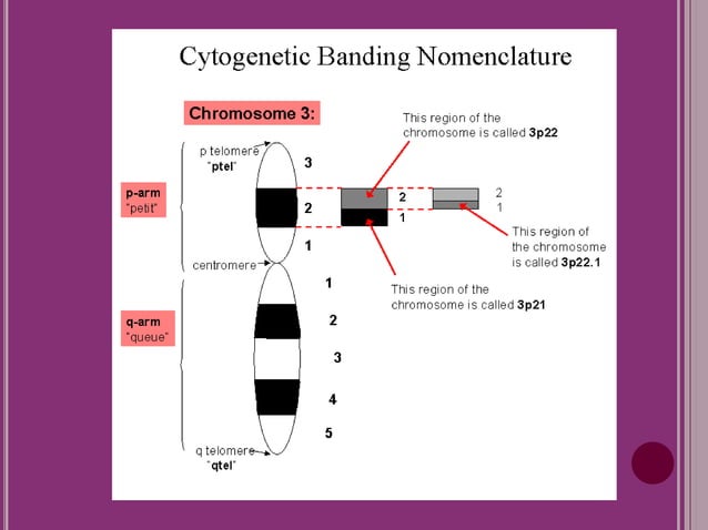 Construction of human gene map through map integration- from genetic ...