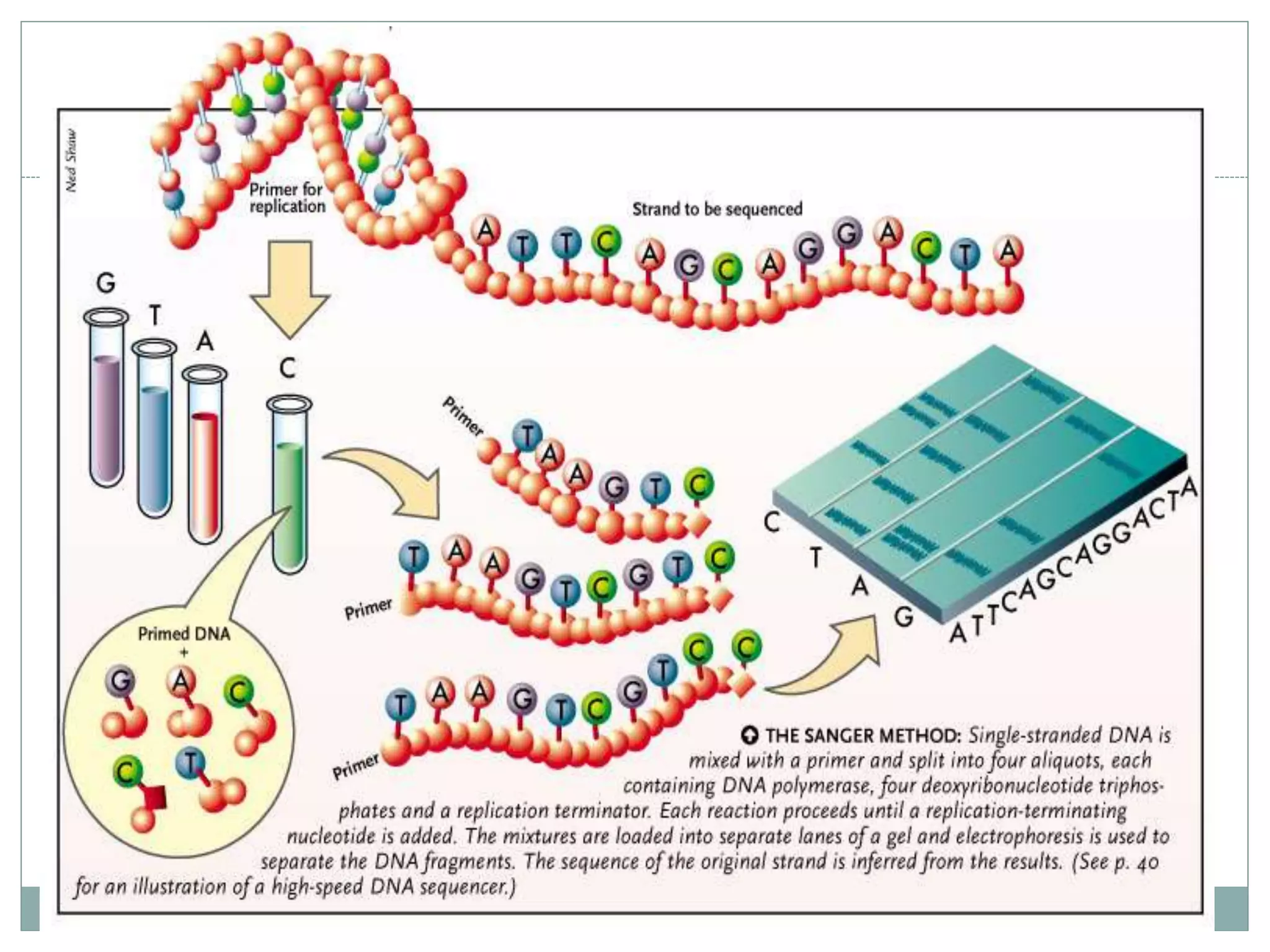 An Introduction to Genomics | PPTX