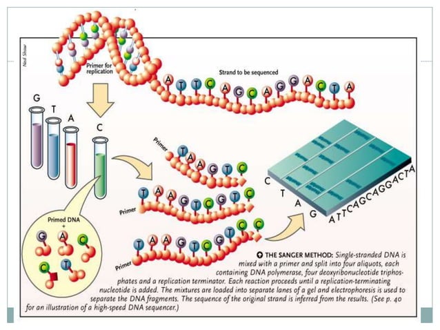 An Introduction to Genomics