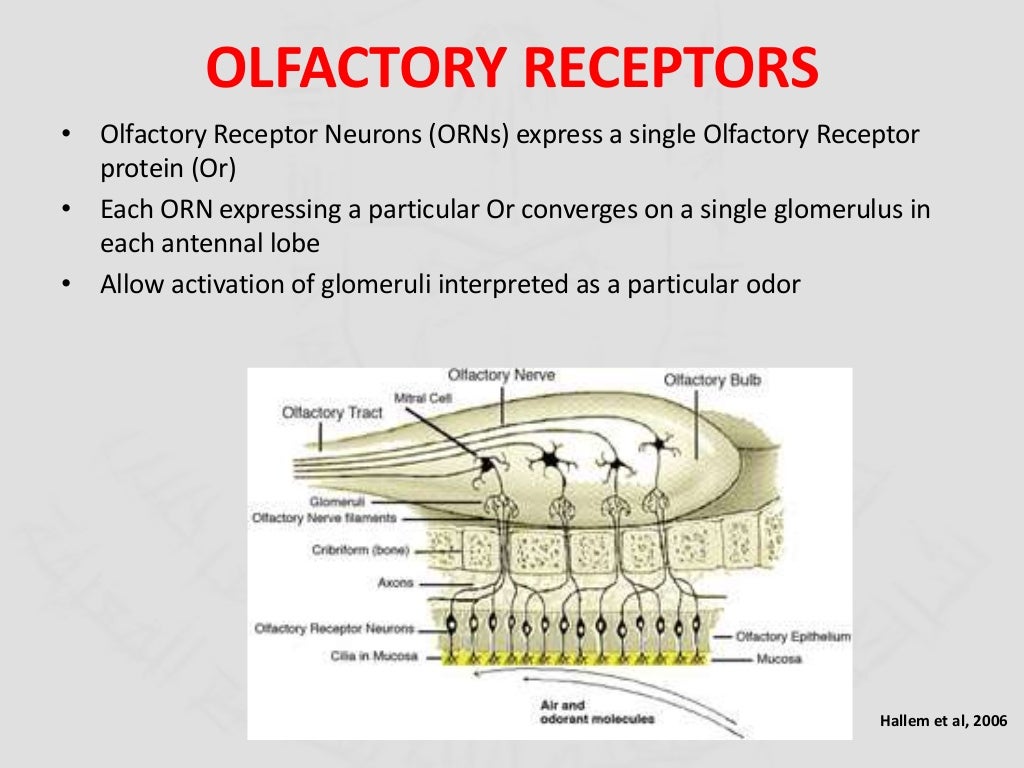 Genomics of insect chemoreception