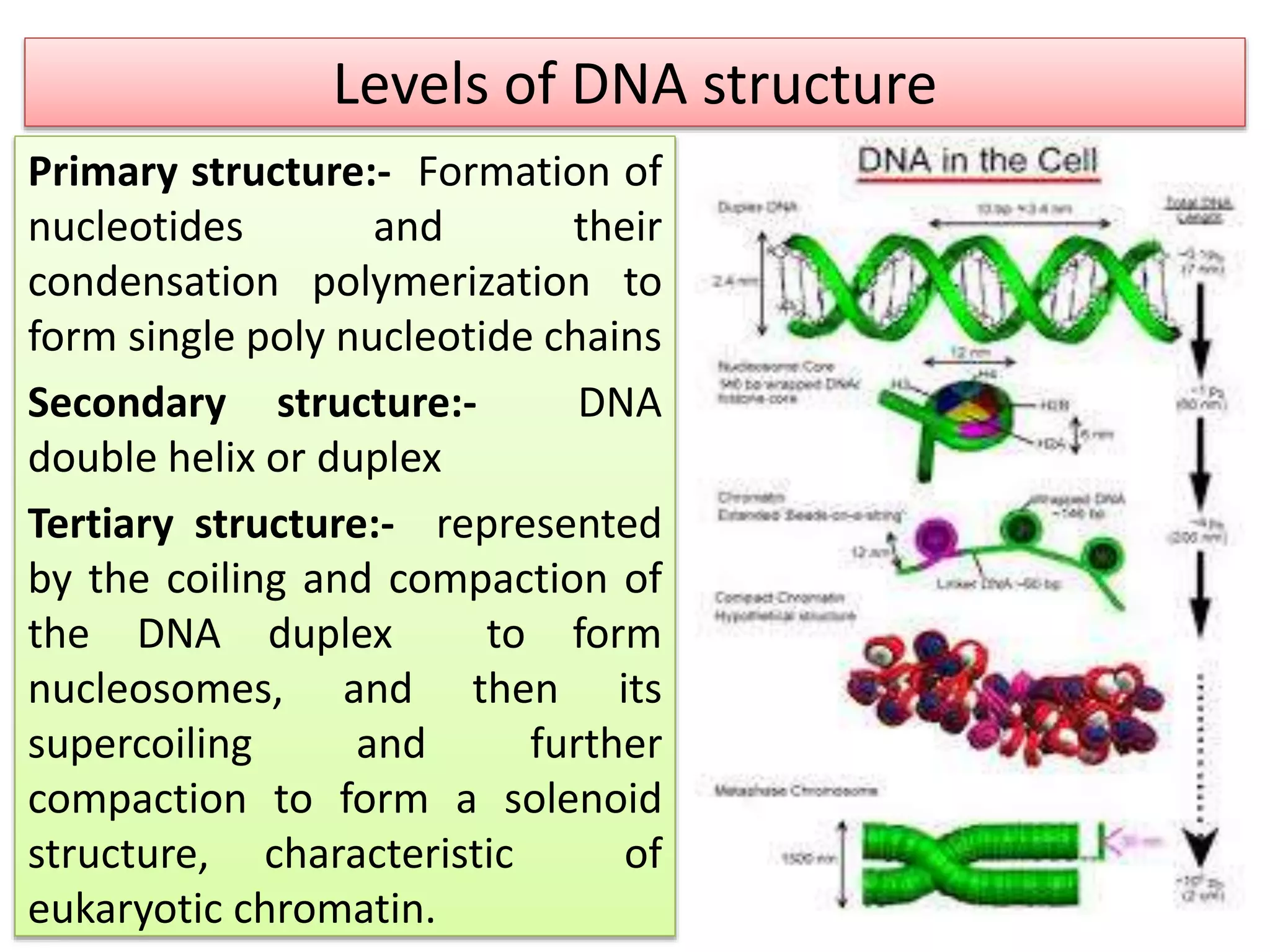 Genomics,proteomics and comparative genomics | PPTX