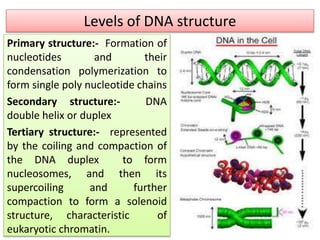 Genomics,proteomics and comparative genomics | PPTX
