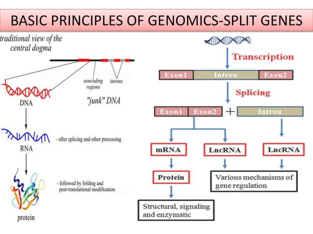 Genomics,proteomics and comparative genomics | PPTX