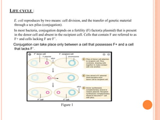 presentation on E.coli
