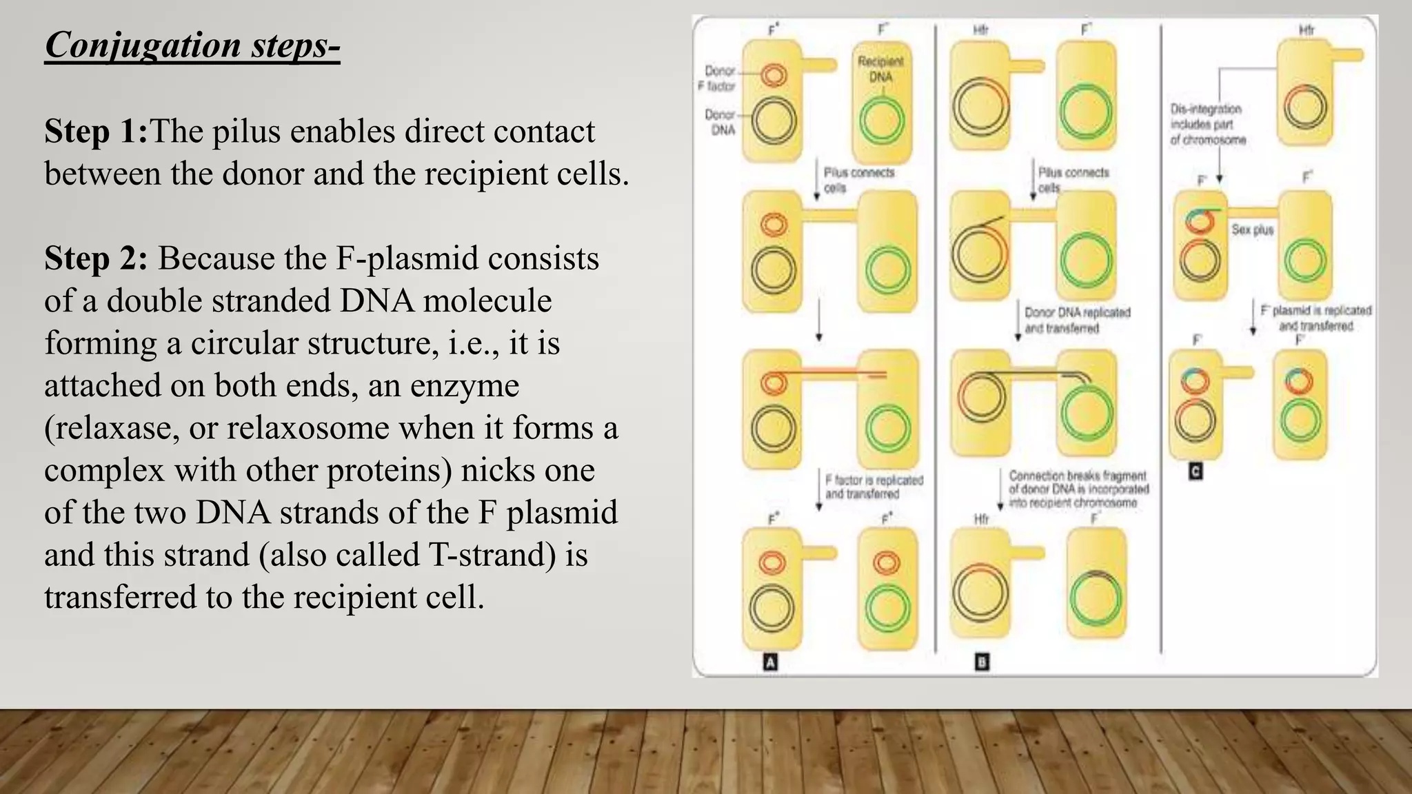 horizontal gene transfer PPT.pptx