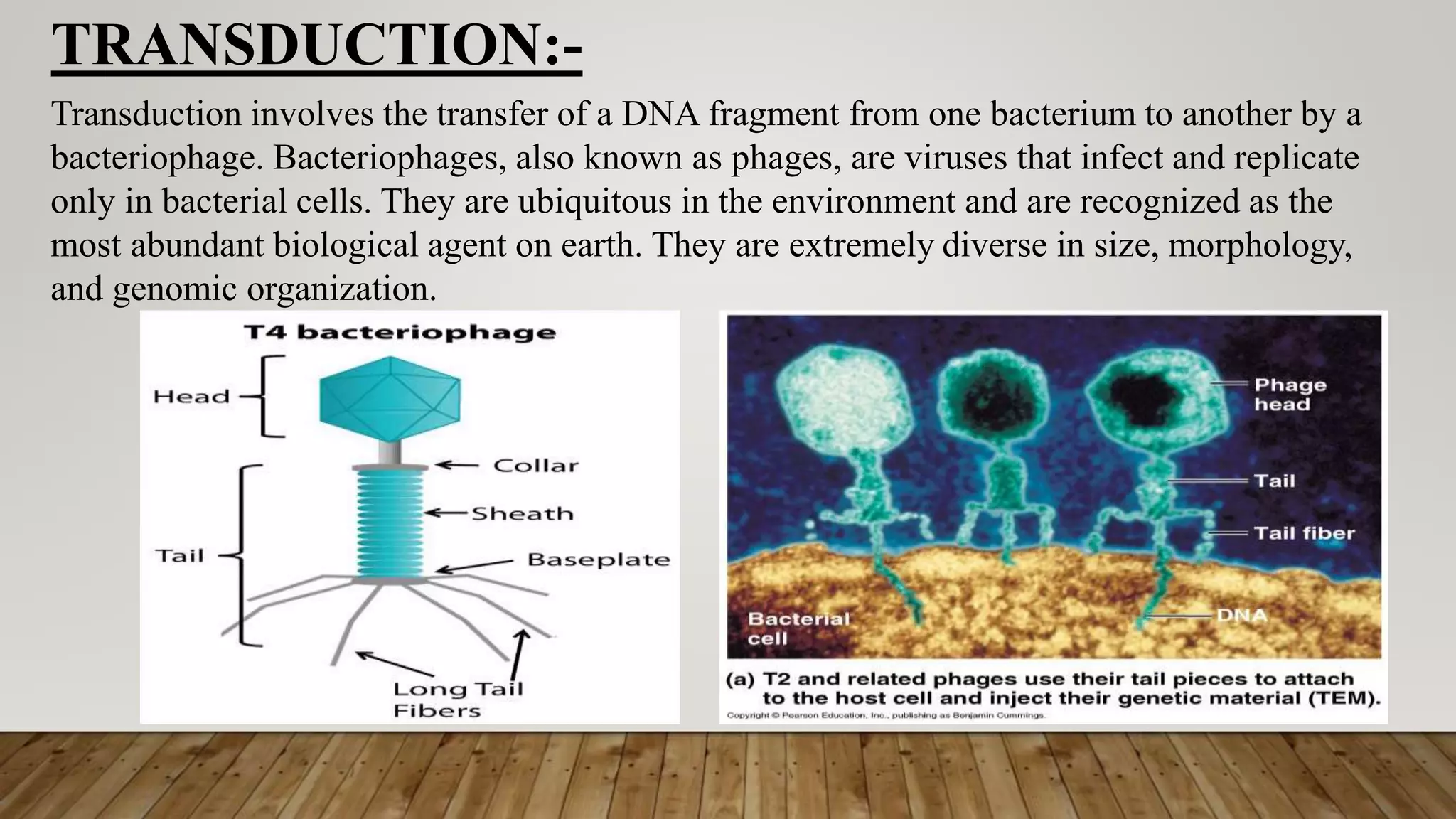 horizontal gene transfer PPT.pptx