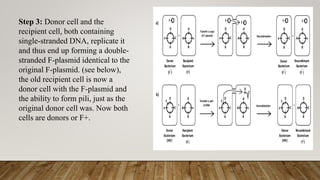 horizontal gene transfer PPT.pptx