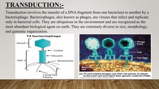 horizontal gene transfer PPT.pptx
