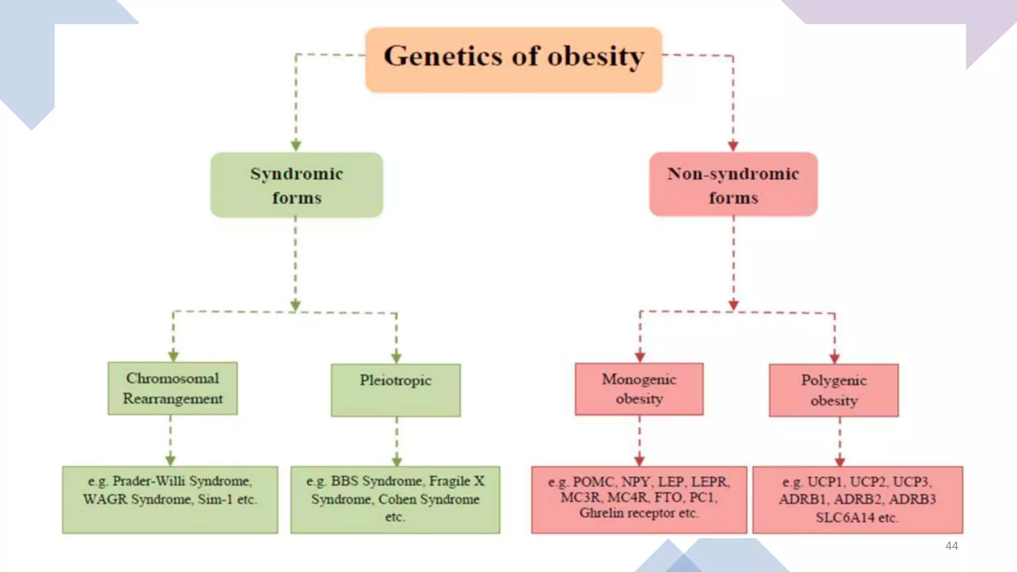 genetics and obesity | PPTX