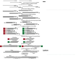 Genomics Tools for Crop Improvement - Presentation | PPT
