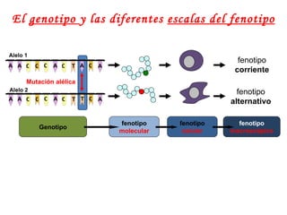 Genotipo fenotipo.ok