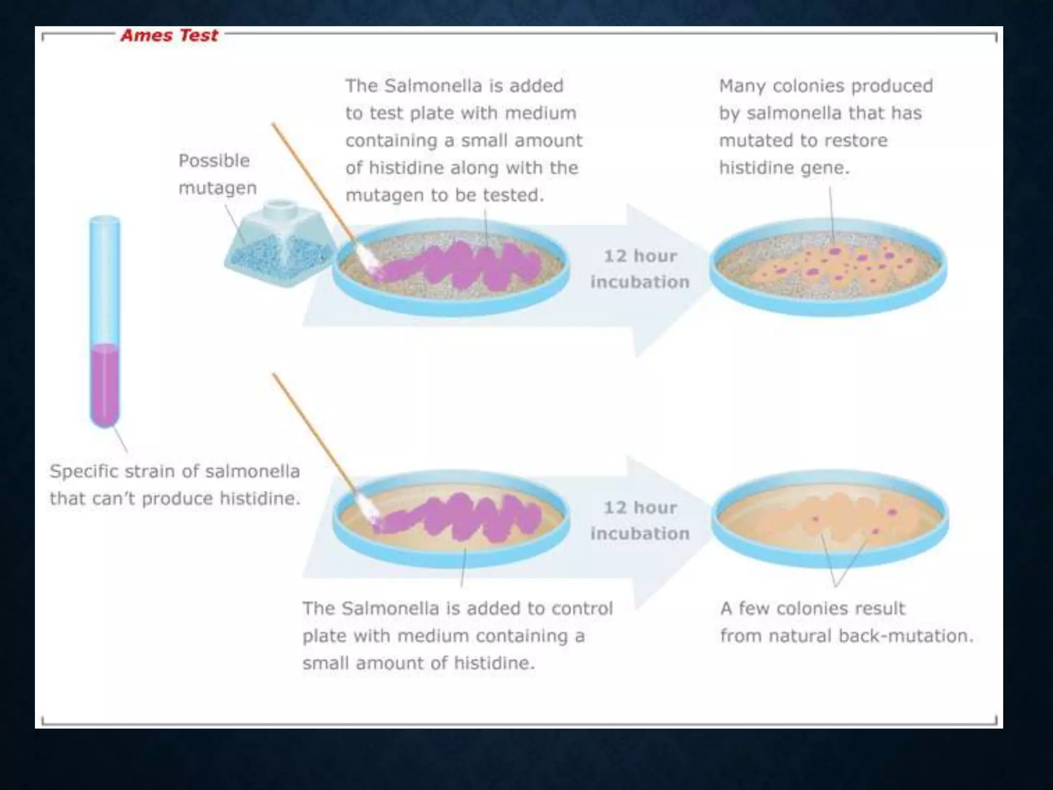 Genotoxicity | PPTX