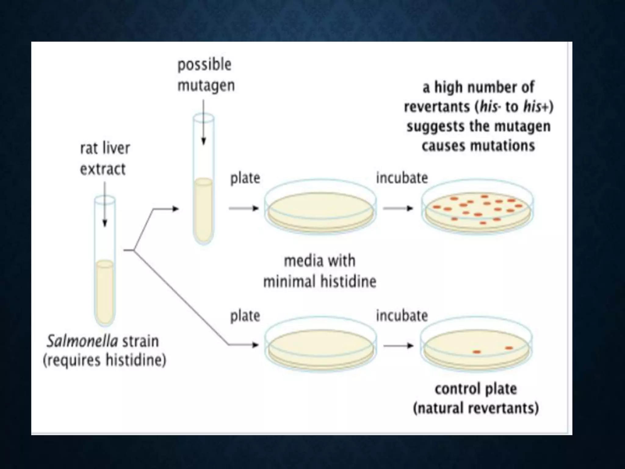 Genotoxicity | PPTX