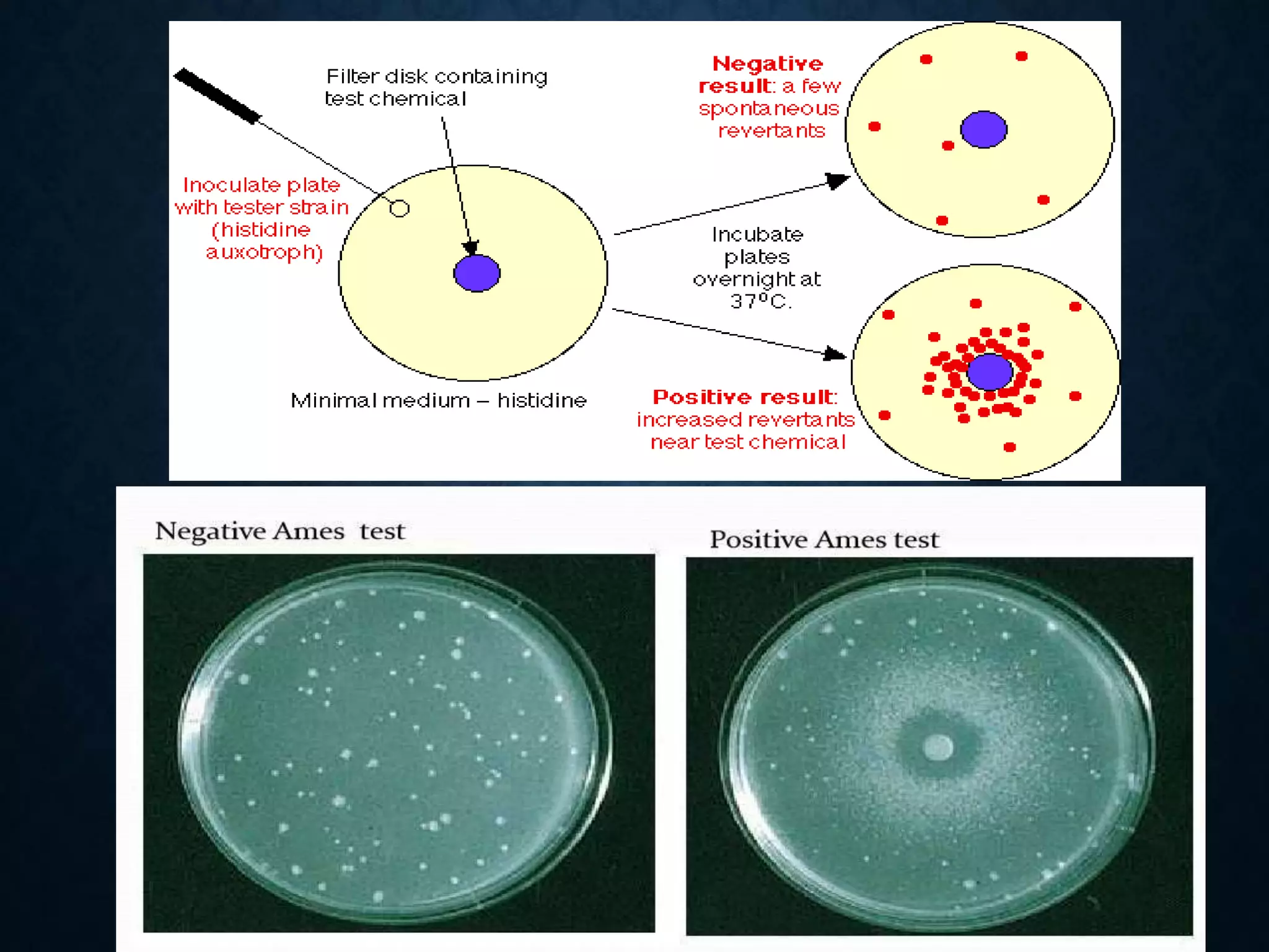 Genotoxicity | PPTX