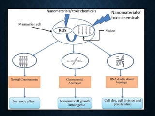 Genotoxicity | PPTX