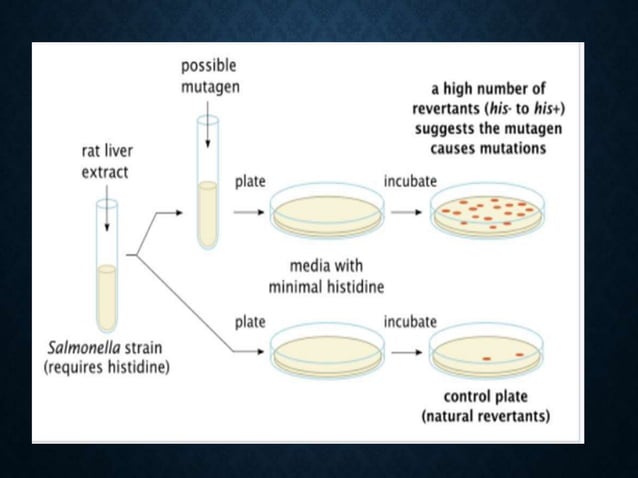 Genotoxicity | PPTX | Chemistry | Science