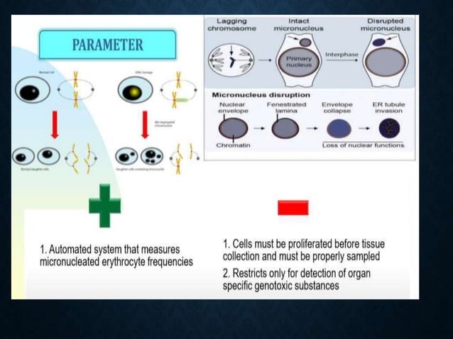 Genotoxicity | PPTX | Chemistry | Science