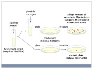 Genotoxicity studies | PPTX