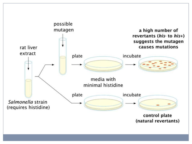 Genotoxicity studies | PPTX | Genetics | Science