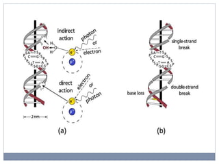 Genotoxicity studies | PPTX