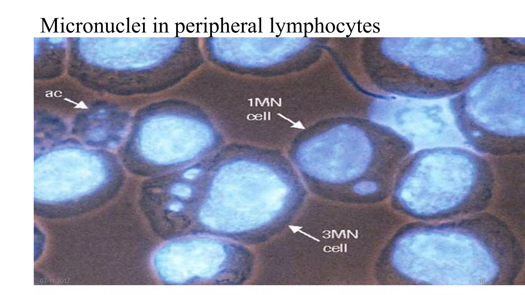 Genotoxicity studies | PPTX