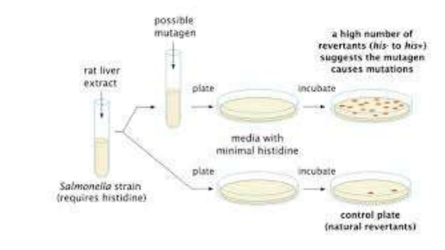 Genotoxicity studies | PPT