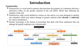 Genotoxicity studies and DNA damage.pptx