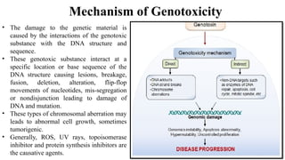 Genotoxicity studies and DNA damage.pptx