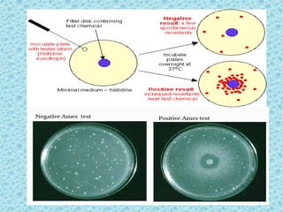 Genotoxicity studies according to oecd guildline. | PPTX