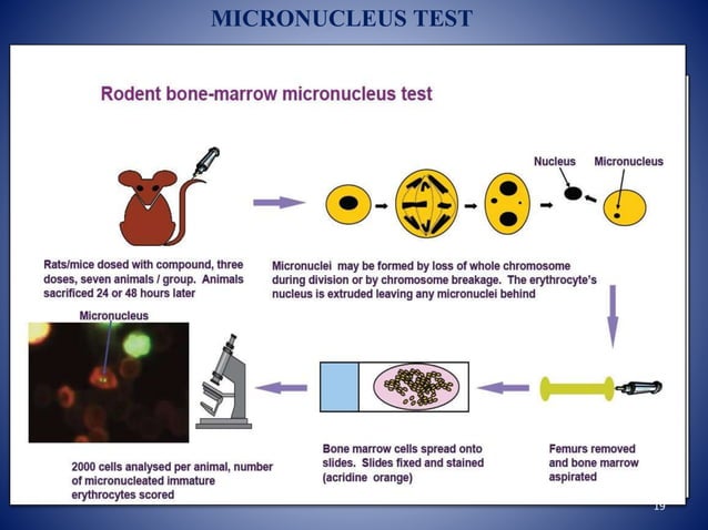 Genotoxicity test | PPTX | Genetics | Science