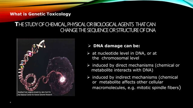 Genotoxicology | PPTX | Chemistry | Science