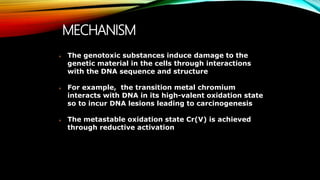 Genotoxicology | PPTX