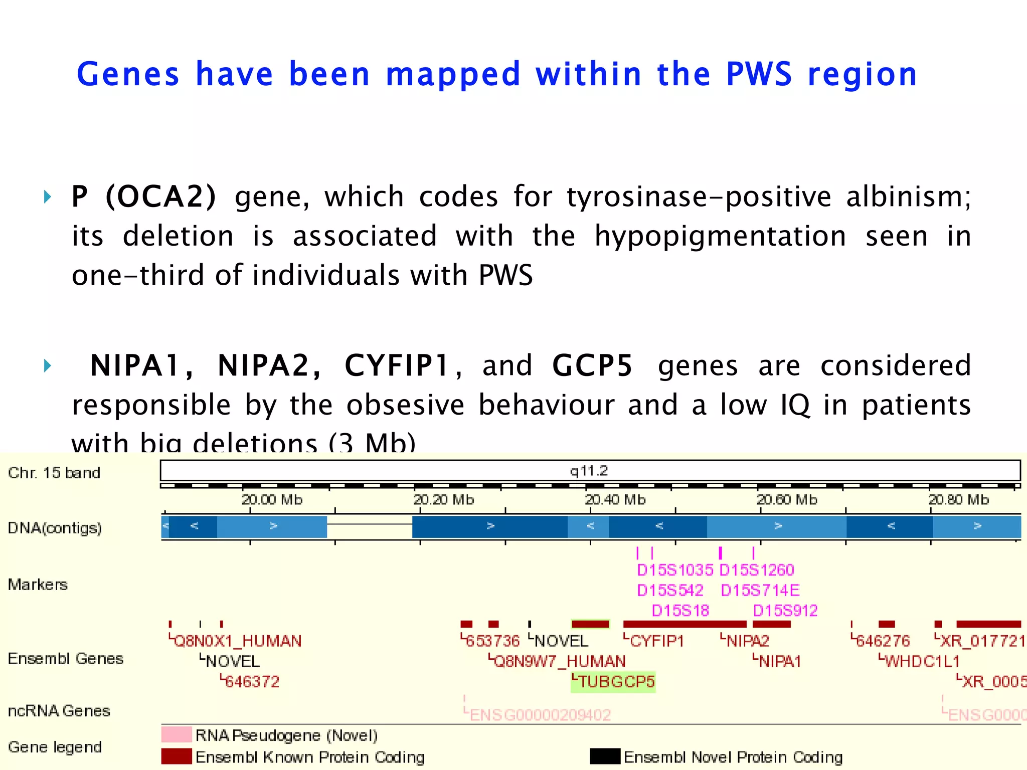 Genotype Phenotype Correlation In Prader Willi Syndrome | PPT