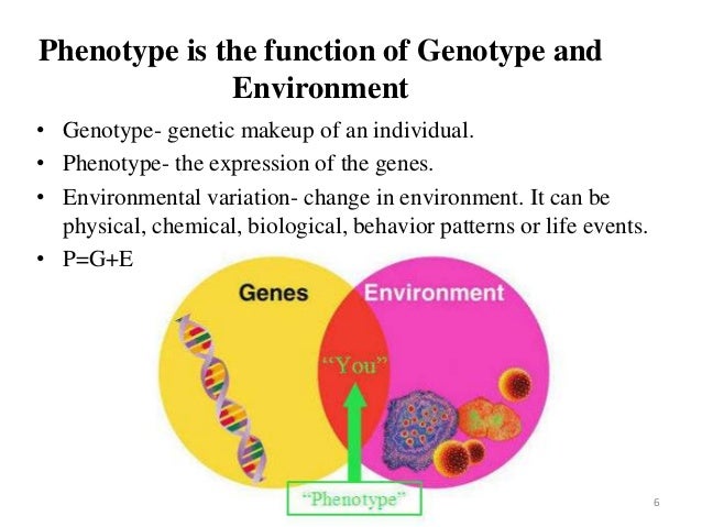 Genotype environment interaction
