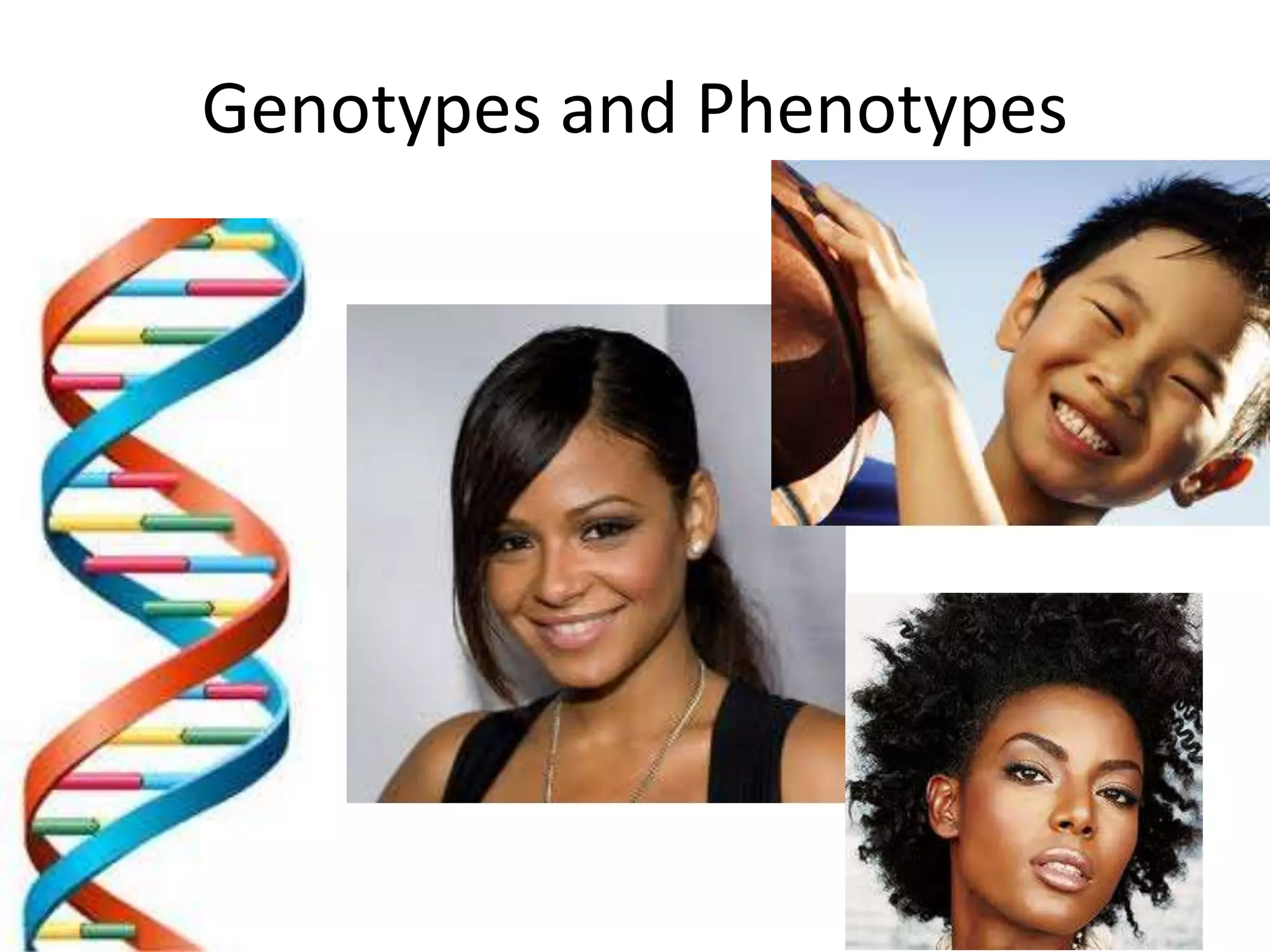 Genotypes and phenotypes | PPTX