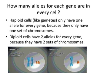 Genotypes and phenotypes | PPTX