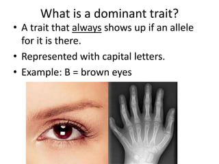 Genotypes and phenotypes | PPTX