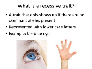 Genotypes and phenotypes | PPTX