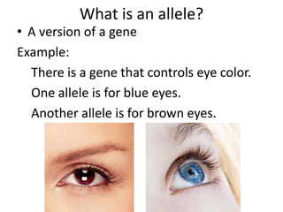 Genotype Vs Phenotype Eyes