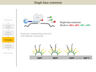 High throughput genotyping | PPT