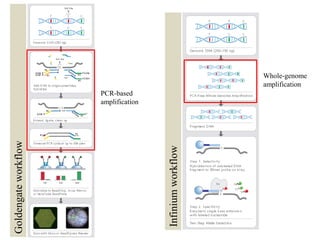 High throughput genotyping | PPT