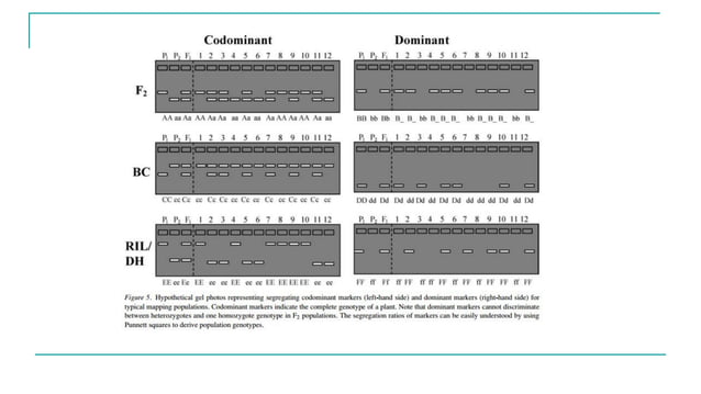Genotyping, linkage mapping and binary data | PPT