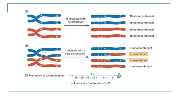 Genotyping, linkage mapping and binary data | PPT