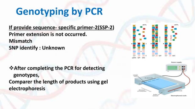 Genotyping With PCR | PPTX | Chemistry | Science