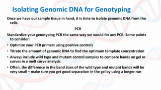Genotyping With PCR | PPTX