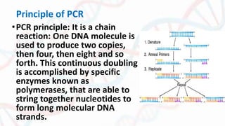 Genotyping With PCR | PPTX