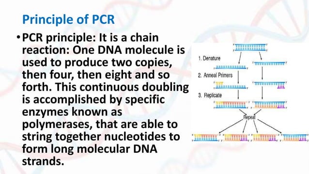 Genotyping With PCR | PPTX | Chemistry | Science