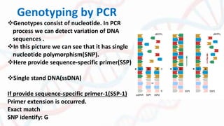 Genotyping With PCR | PPTX