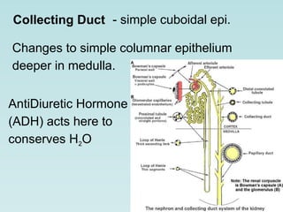 genral review of kidney of human body.pptx