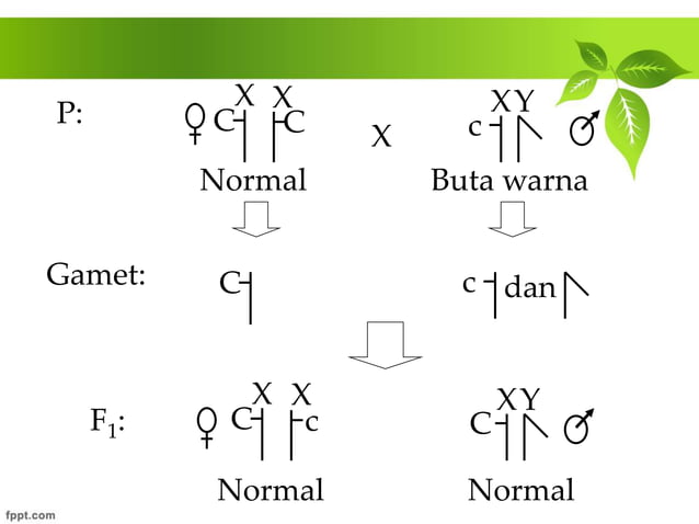 Gen Terpaut Seks dan Pewarisan Autosom | PPTX